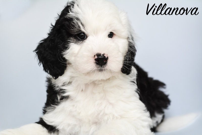 Mini Sheepadoodle Puppies