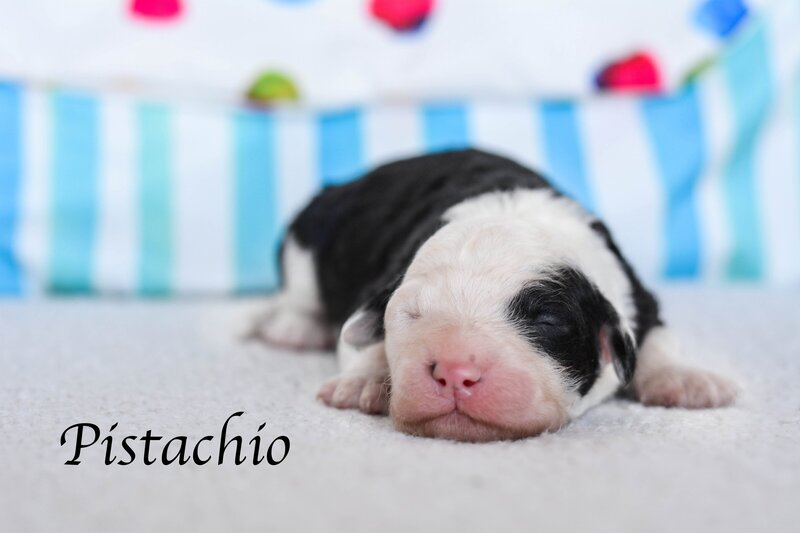 Available Mini and micro Sheepadoodle Puppies