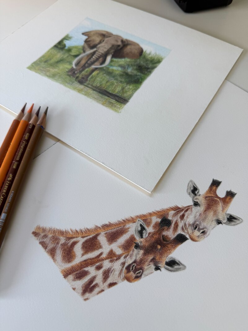 Coloured Pencil Week 2026 | African Wildlife Art Event by Bonny Snowdon