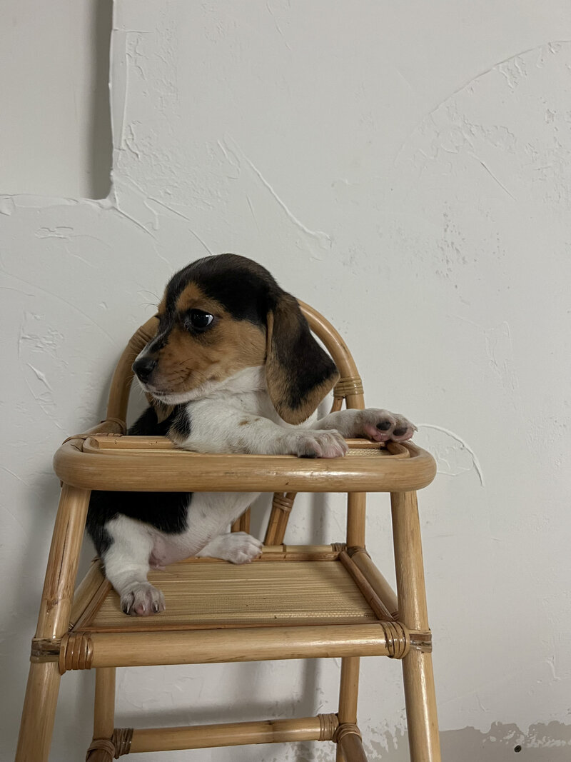 Pocket Beagle Puppies For Sale