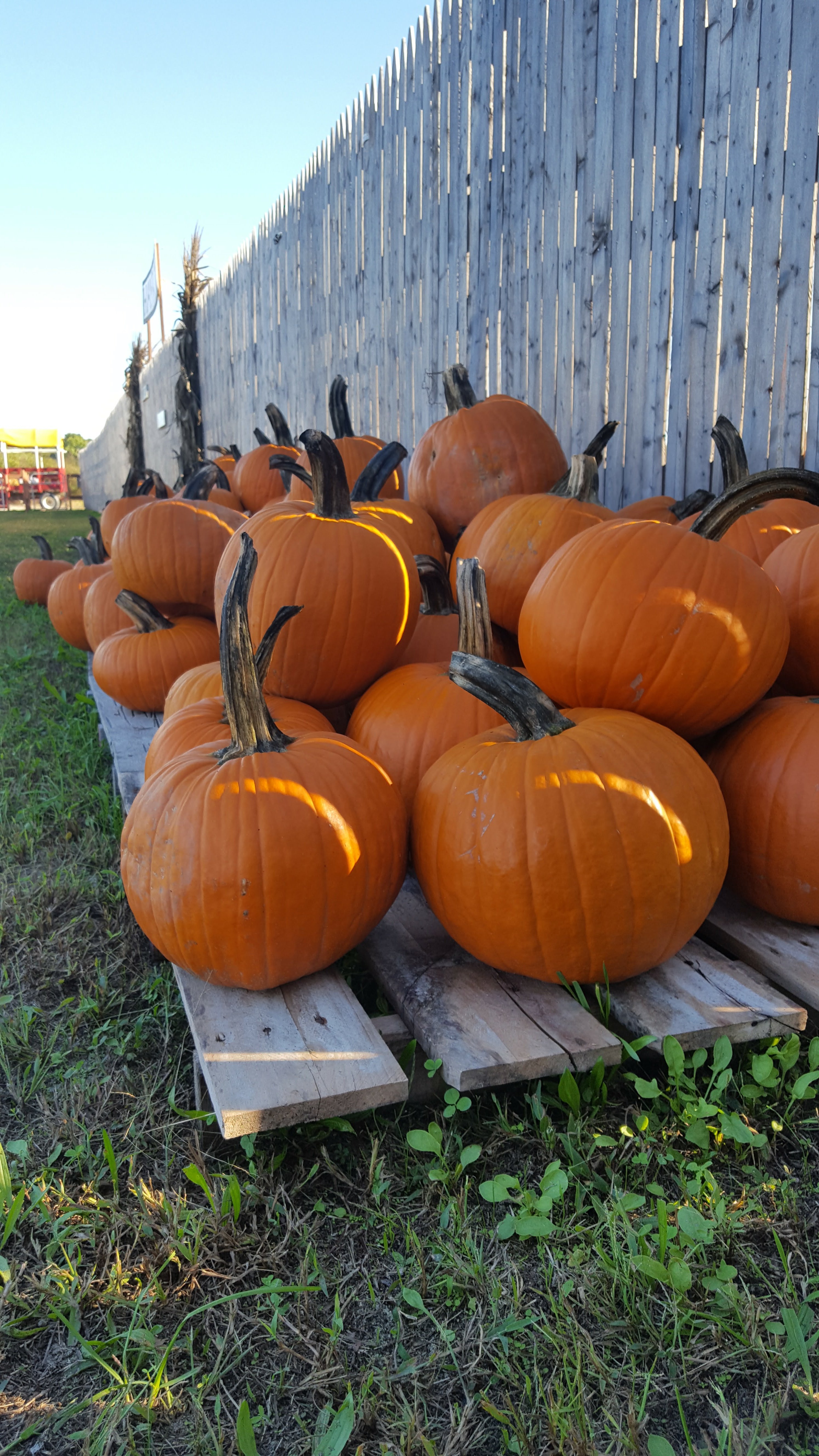 Victory Farms | What's New at the Farm